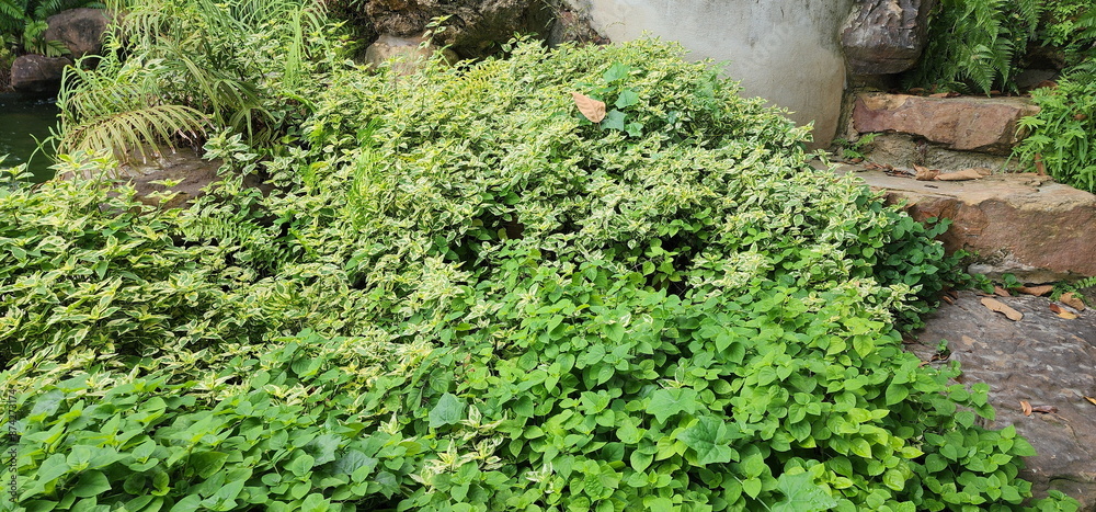 White spotted on the green leaves of the Ganges Primrose. Asystasia ...
