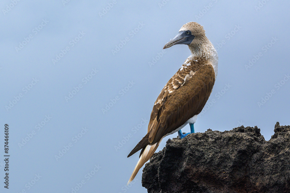 Piquero de patas azules - Pájaro bobo de patas azules - Sula nebouxii ...