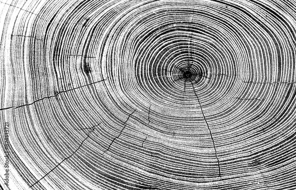 Tree rings background detailed pattern of end grain wood slab, Wood cut ...