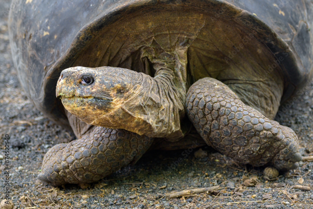 Poster Tortuga gigante de galápagos - Centro de Crianza - Isla Isabela ...