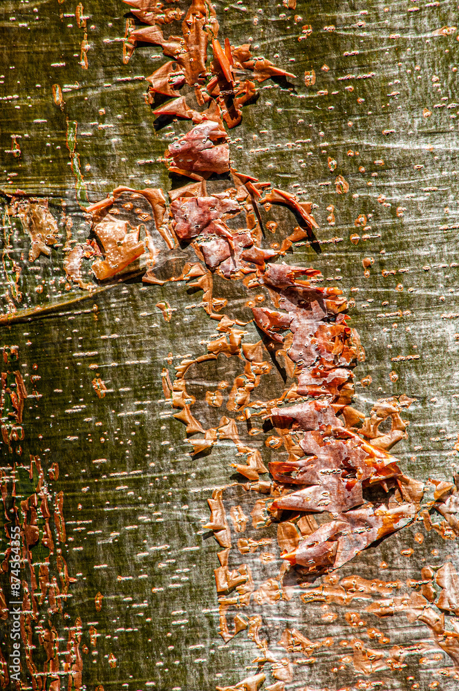 A close-up of the peeling bark of the gumbo limbo tree, Bursera ...