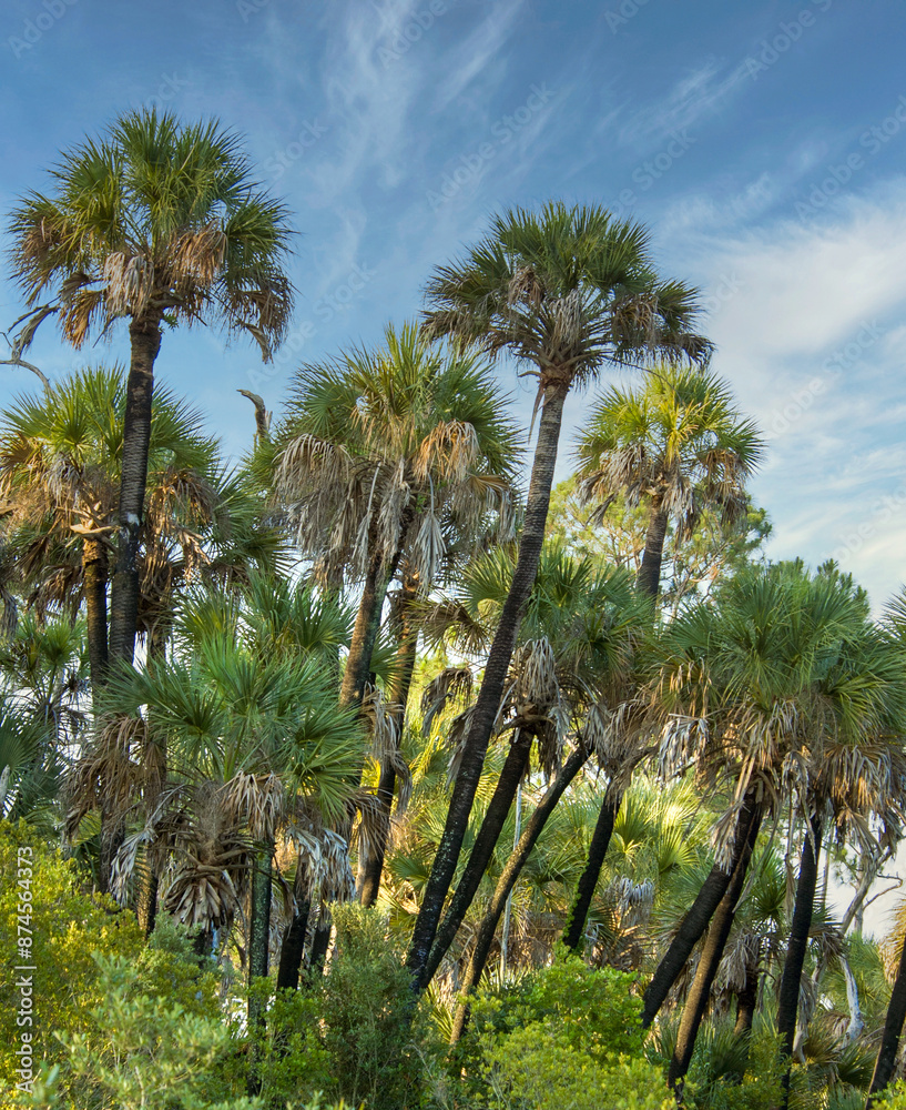 A hammock of tall and short sabal palmetto trees with a blue sky ...