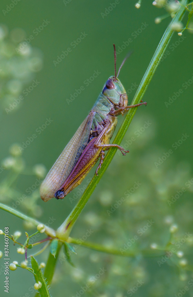 Grasshopper. It has long hind legs and short antennae, which are ...