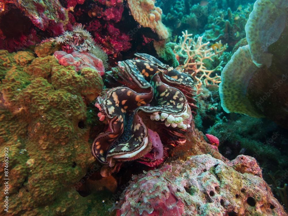 Colorful Fluted Giant Clam (Tridacna squamosa) nestled in vibrant coral ...