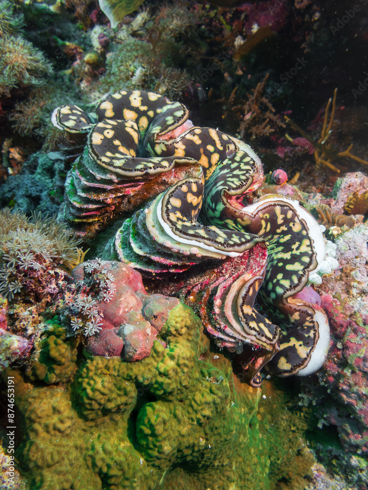 Colorful Fluted Giant Clam (Tridacna squamosa) nestled in vibrant coral ...