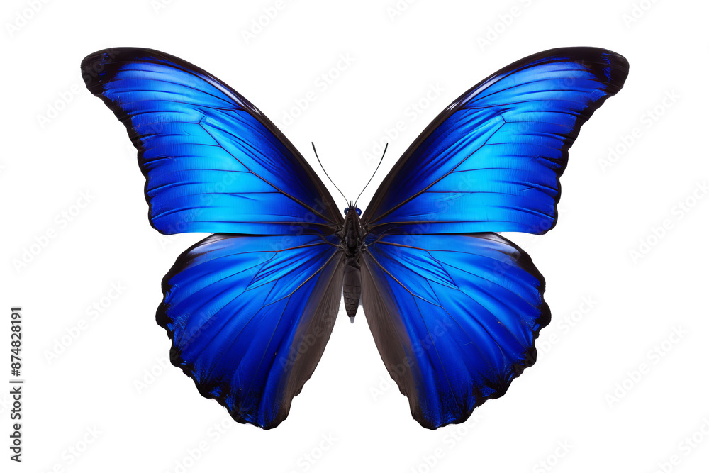 Beautiful indigo butterfly with transparent background in PNG style for ...