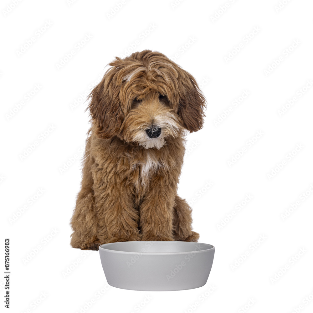 Happy labradoodle dog puppy sitting behind empty food bowl. Looking ...