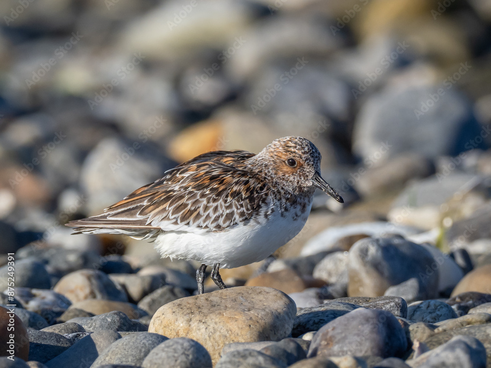 Adult Sanderling in alternate summer plumage roosting on the seashore ...