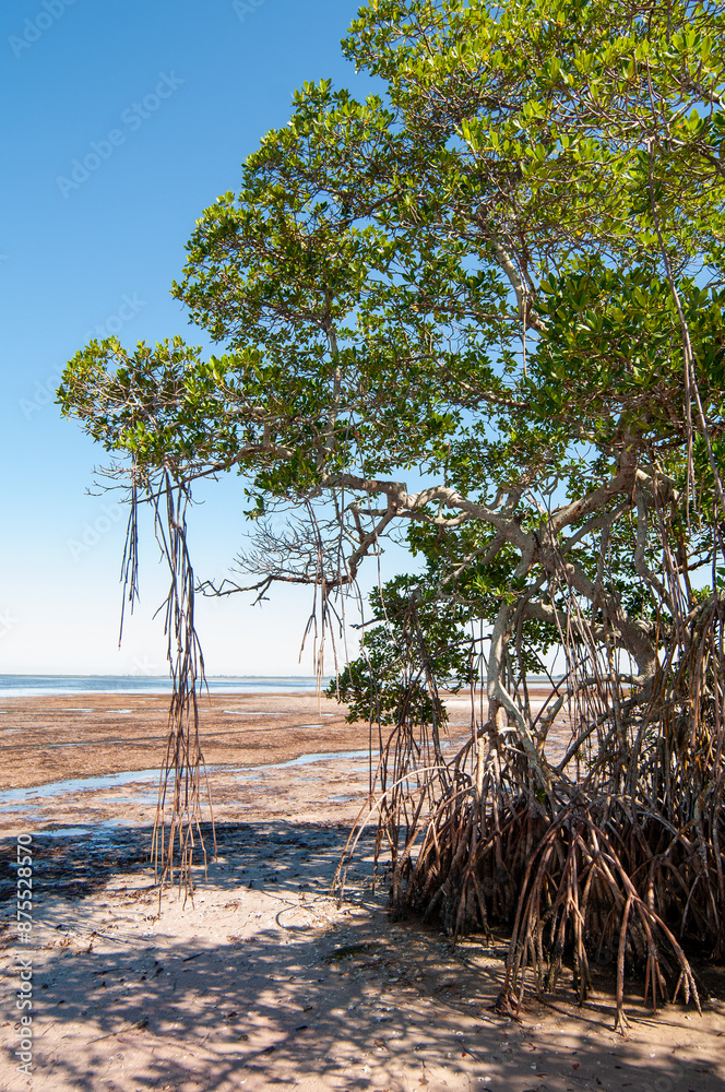 Rhizophora mangle, the red mangrove, on the Florida coast during a very ...