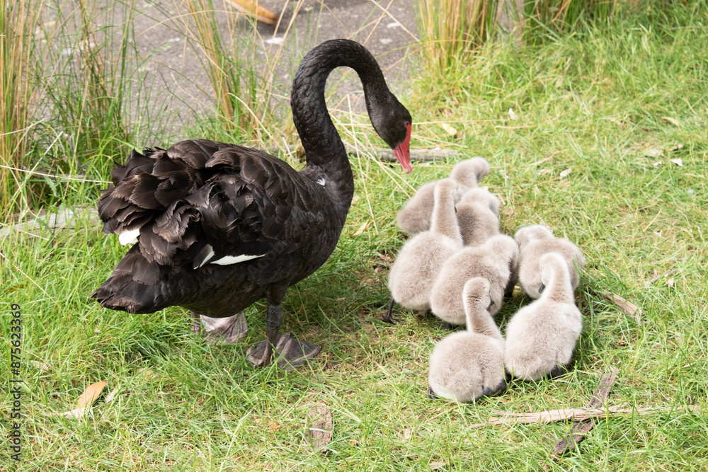 Cygnets are grey when they hatch with black beaks and gradually turn ...
