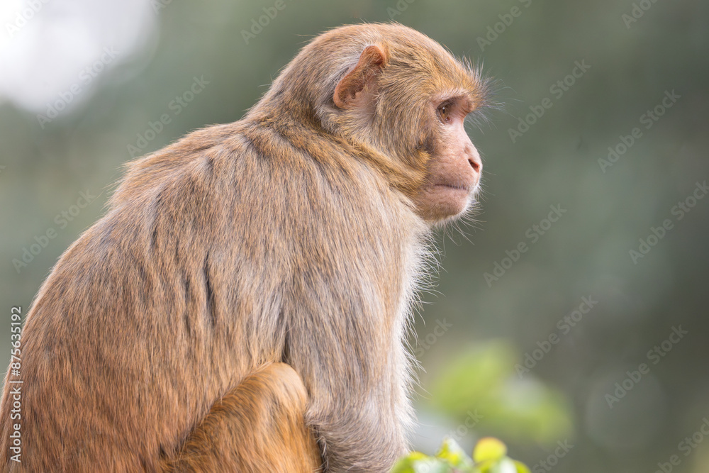 Animal in close-up. Rhesus Macaque (Macaca mulatta) close-up side ...