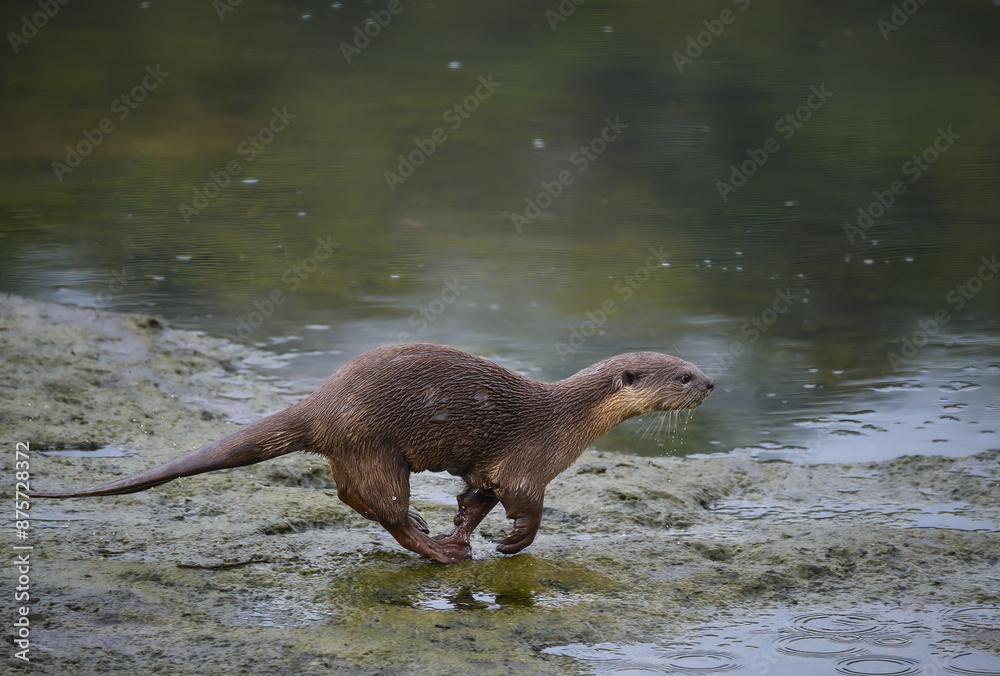 Smooth-coated Otter is a freshwater otter species from regions of South ...