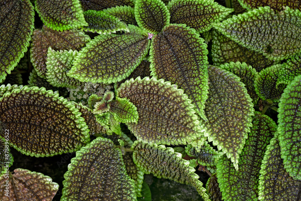 Pilea involucrata, friendship plant leaf leaves foliage, macro close ...