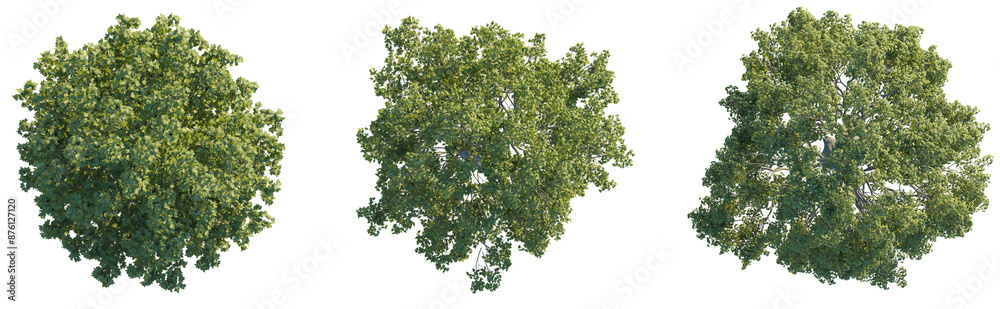 Acer tree plan top view 4k png cutout Stock Photo | Adobe Stock