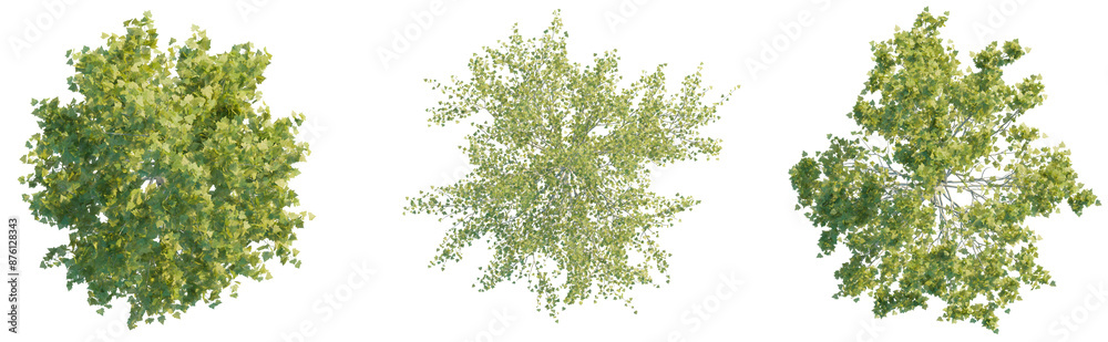 American Sycamore tree plan top view 4k png cutout Stock Photo | Adobe ...