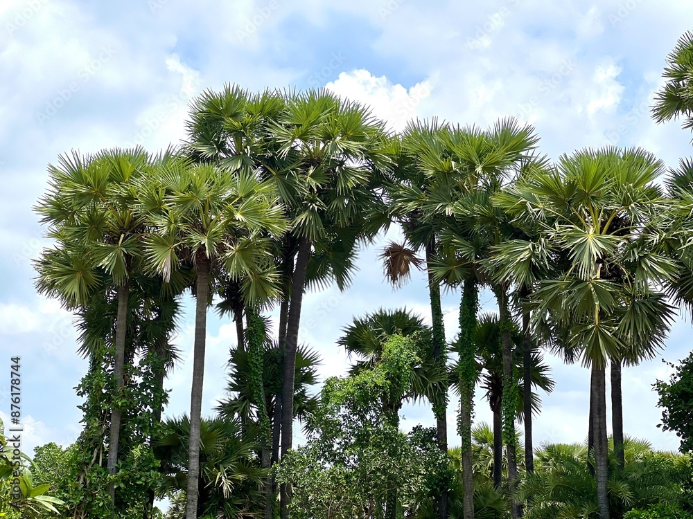 Toddy palm tree ,Sugar palm Leaf texture.Asian palmyra palm tree green ...