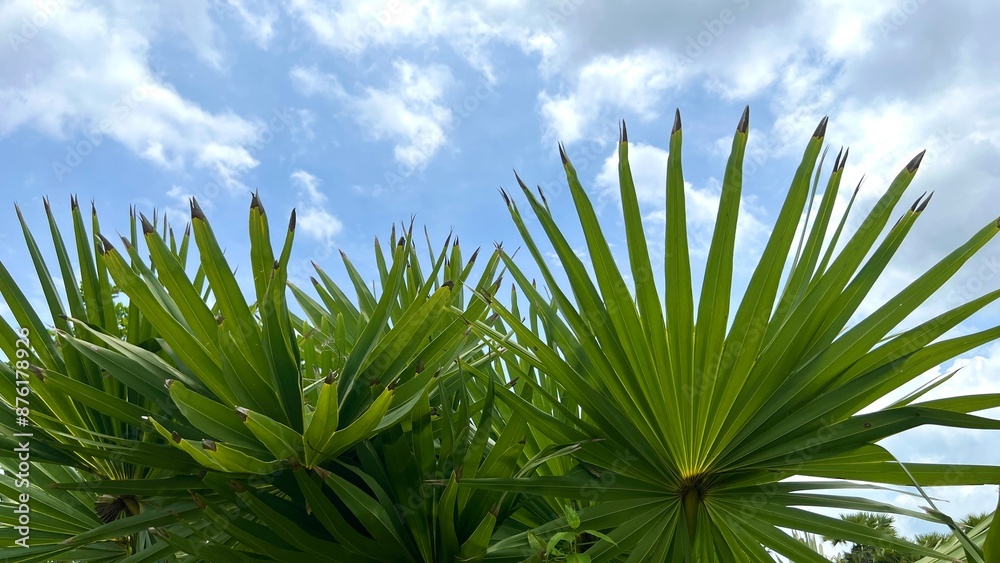 Toddy palm tree ,Sugar palm Leaf texture.Asian palmyra palm tree green ...