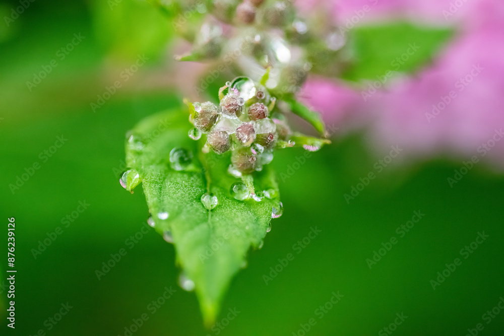 Spiraea japonica, Spiraea japonica var. alpina, also known as the alpine spirea or daphne spirea ...