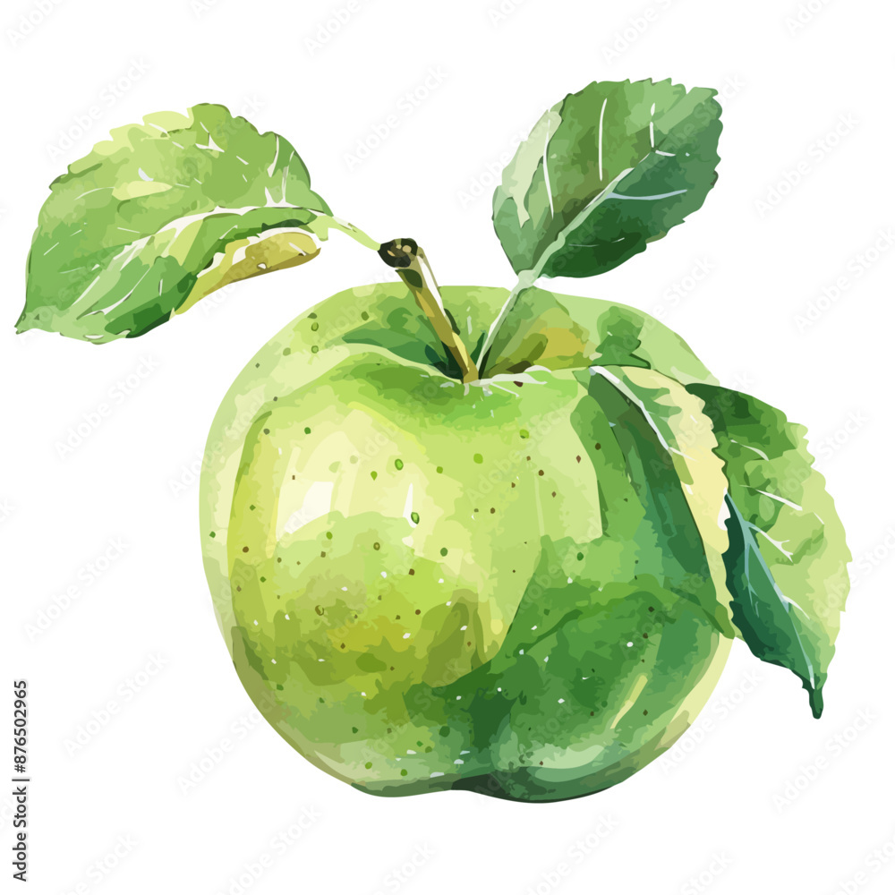 Watercolor vector of a green apple, isolated on a white background ...