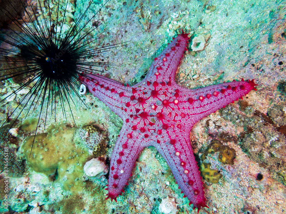 Blue and red panamic cushion star (Pentaceraster cumingi) near ...