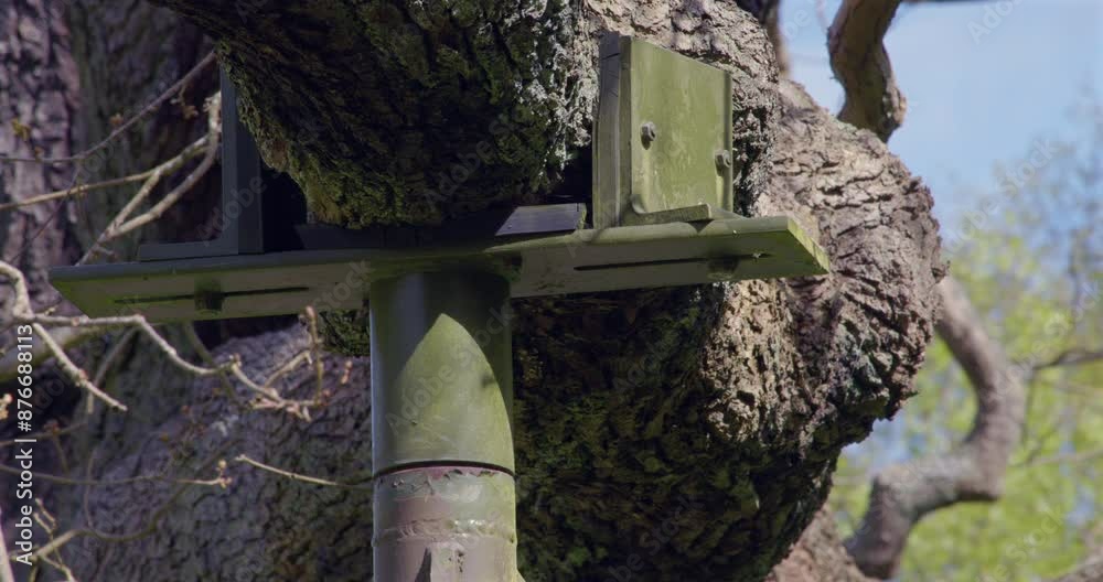 Close up shot showing the tree limb metal Bracket on the ancient oak ...