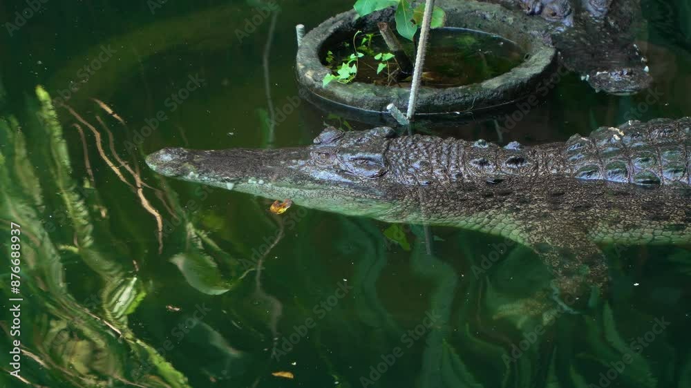 Sleepy Saltwater Crocodile (Crocodylus Porosus) Submerged in Water at ...