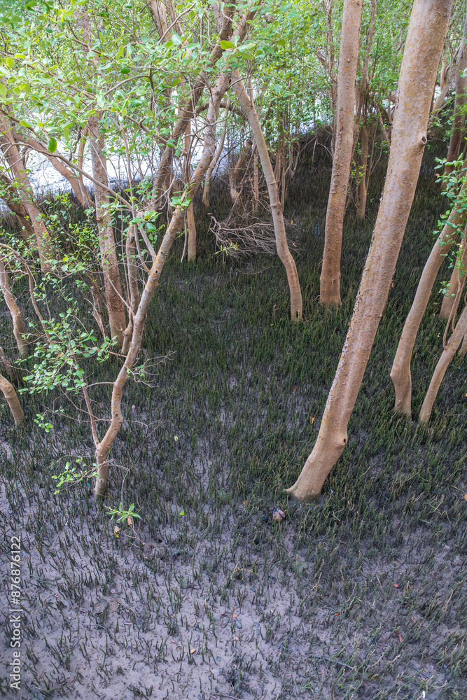 Lush Mangrove Forest ,Mangrove Ecosystem, Root Respiration through ...