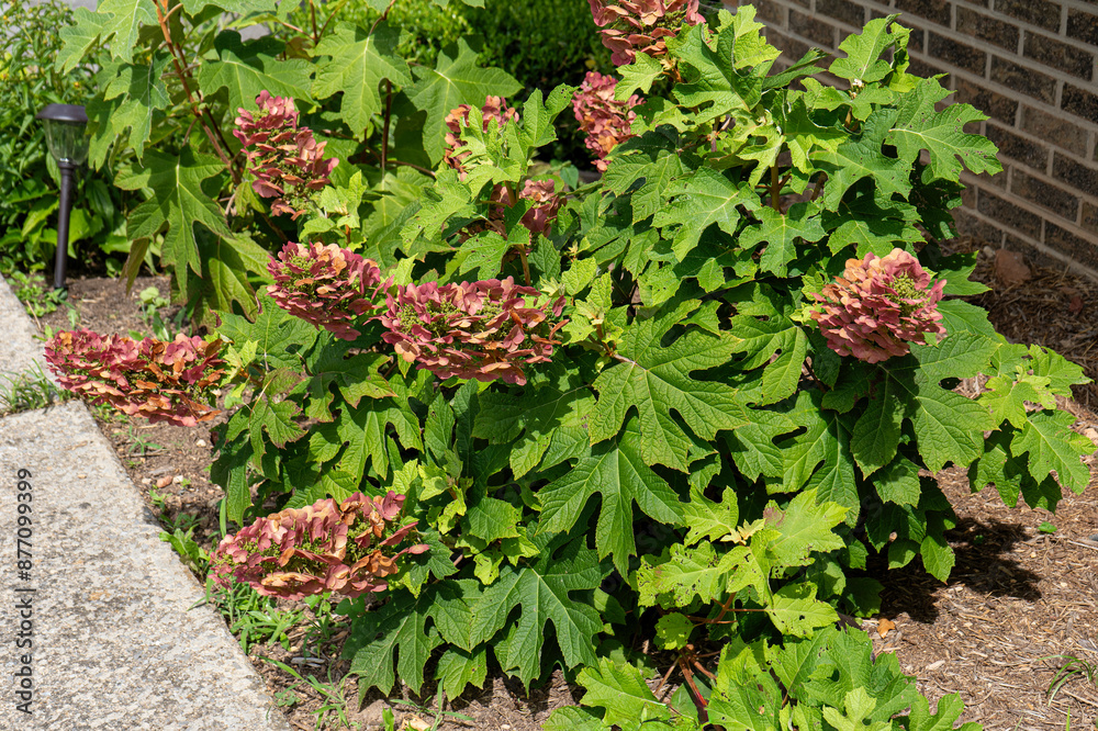 At around 3-4 months, the flowers of the native Oak Leaf Hydrangea ...