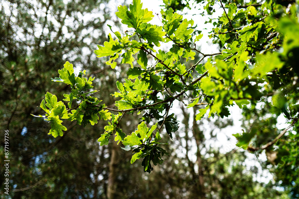 Vertical view of lush oak leaves creating a natural shade canopy as ... Vertical view of lush oak leaves creating a natural shade canopy as ...