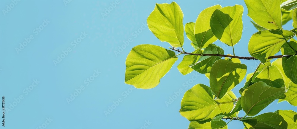 Tulip tree leaves also known as Tuliptree or American Tulip Tree shown ...