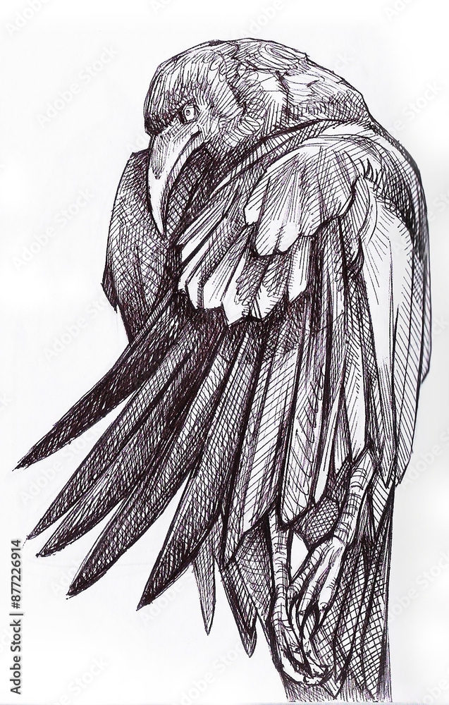 Detailed realistic raven line art doodle. Crow sketch illustration ...