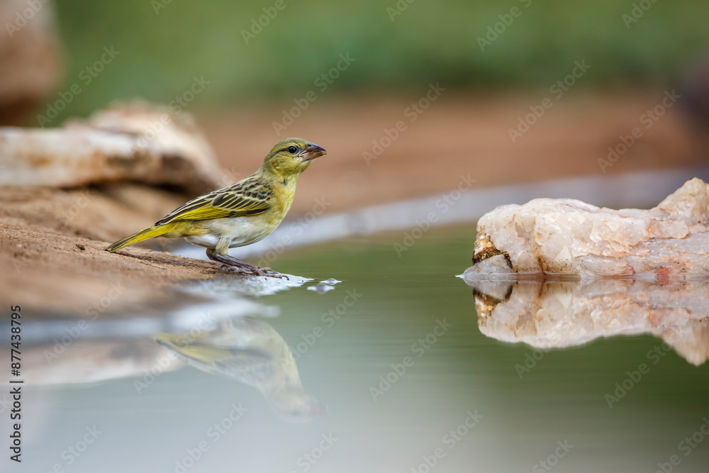 Red headed weaver along waterhole with reflection in Kruger National ...