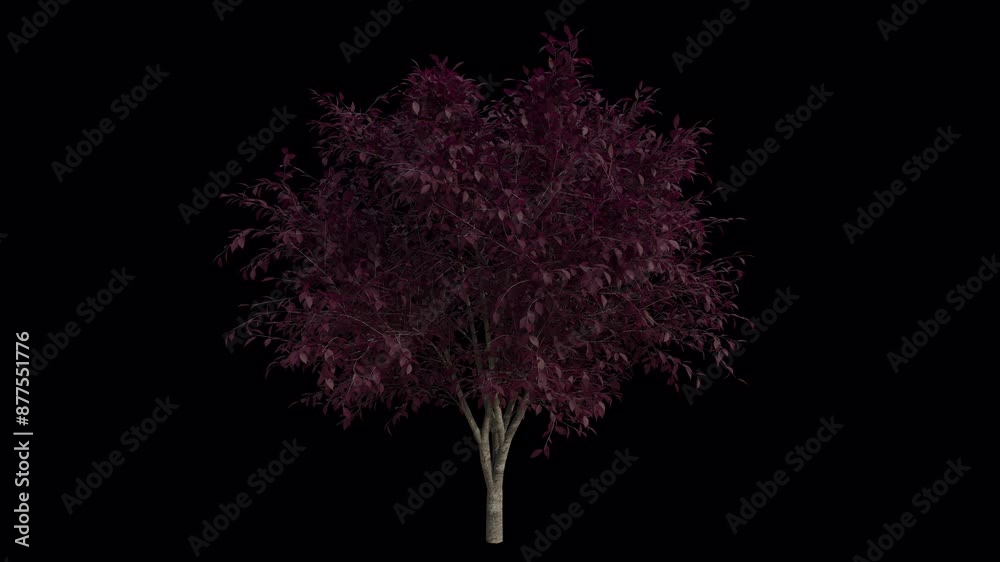 Cherry Plum Tree blowing in the wind. Wind blows the Myrobalan Plum ...