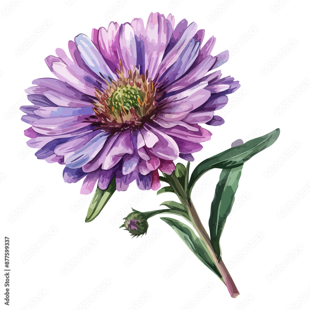Watercolor painting vector of an Aster flower, isolated on a white ...