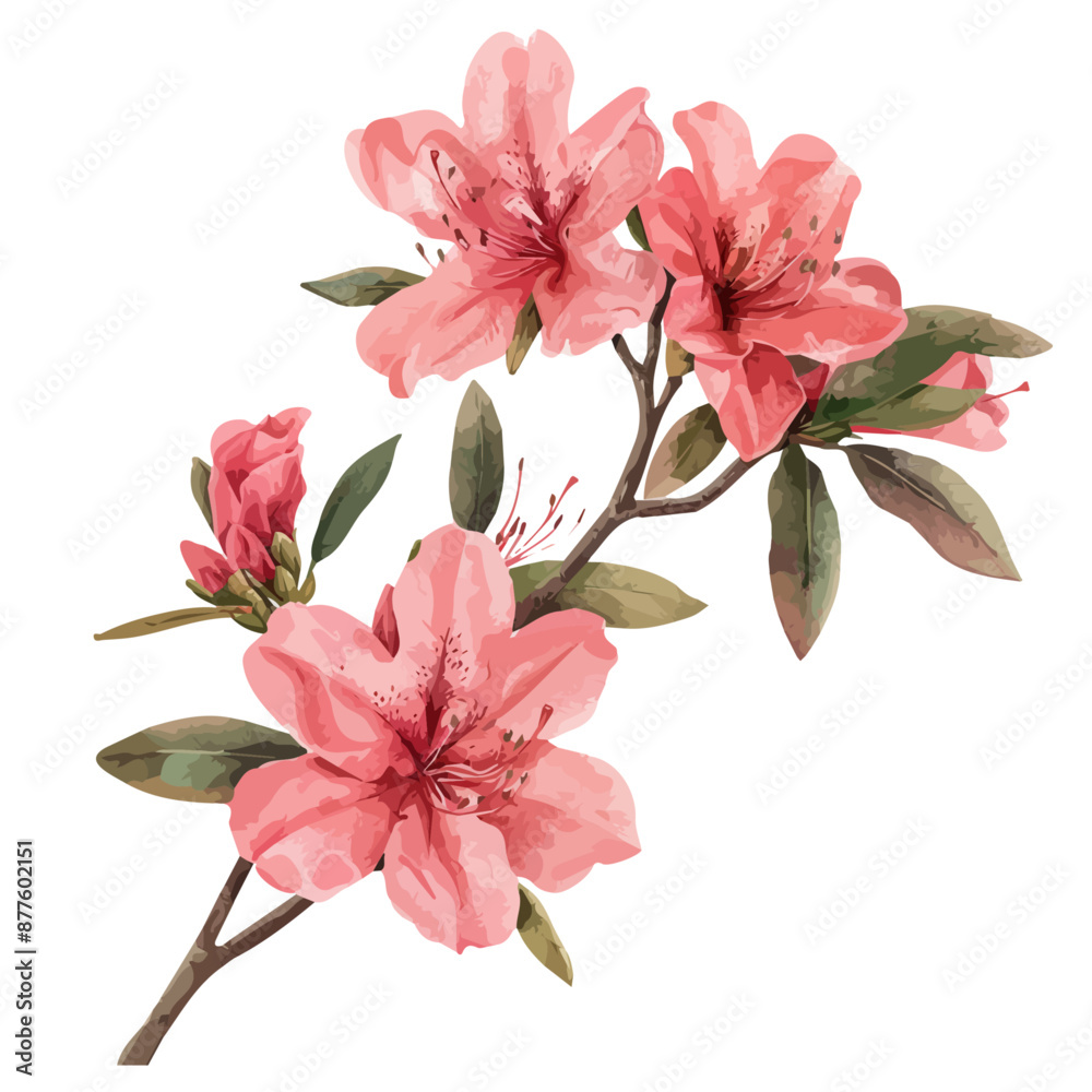 Watercolor Illustration vector of Azalea plant, isolated on a white ...