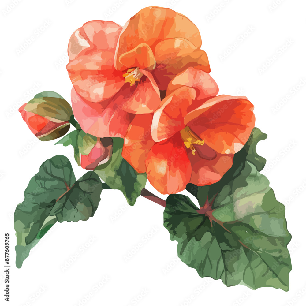 Watercolor painting vector of a Begonia flower, isolated on a white ...