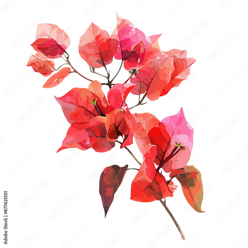 Watercolor painting vector of a Bougainvillea flower, isolated on a ...