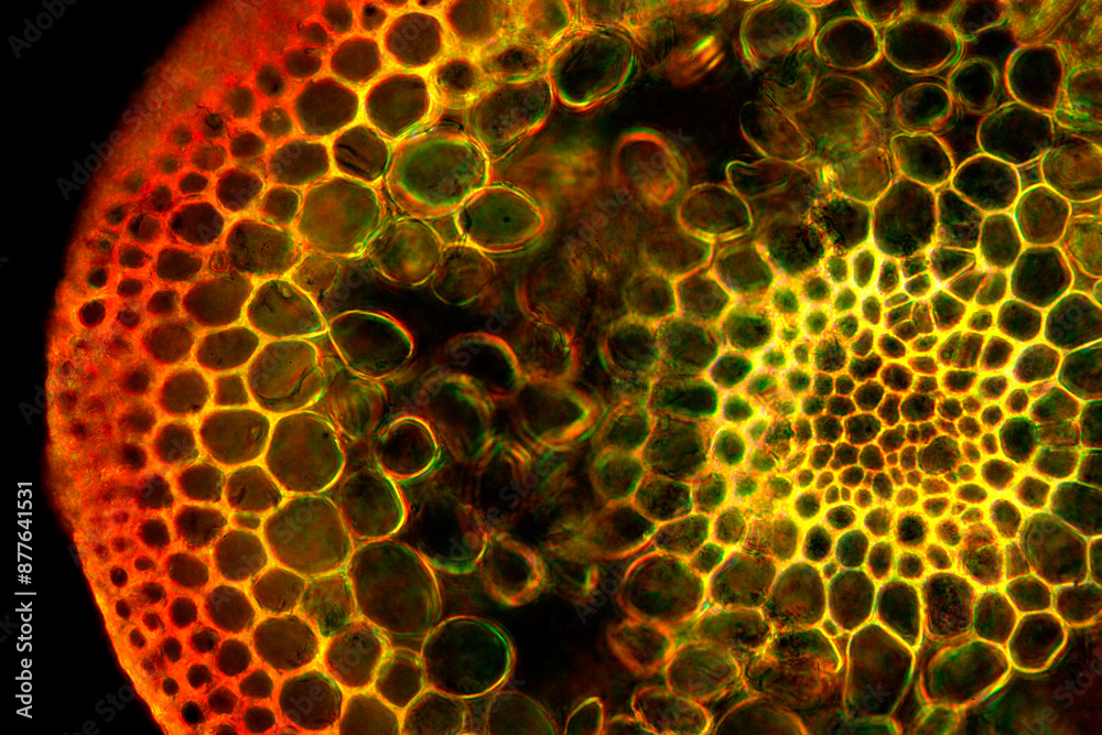 Seta Of A Polytrichum Moss In Cross Section With Polarization Stock