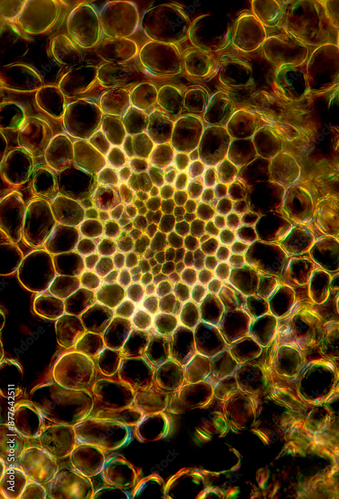 Seta of a polytrichum moss in cross section, with polarization. Stock ...