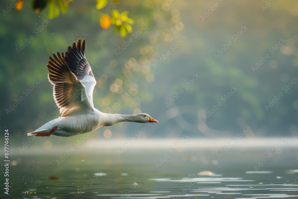 Full body view of Swan Goose fly on lake in natural habitat, full body ...