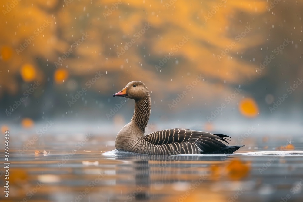 Full body view of Taiga Bean Goose swimming in lake natural habitat ...