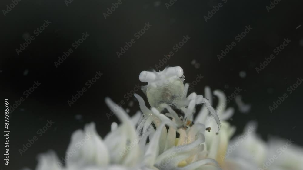 A small shrimp sits on a wire coral and changes its color to match the ...