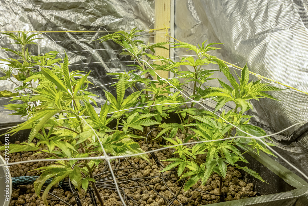 SoG Sea of Green net hemp cultivation technique Growing pot in growtent indoor Vegetative stage ...