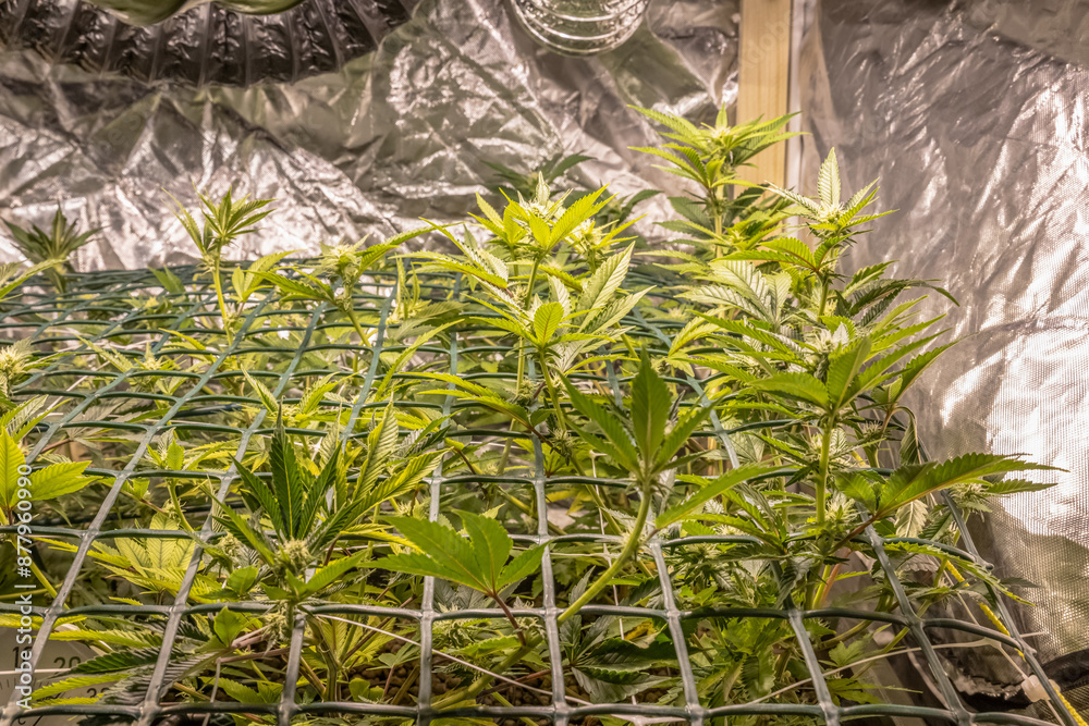 female blossom marijuana SoG Sea of Green net hemp cultivation ...