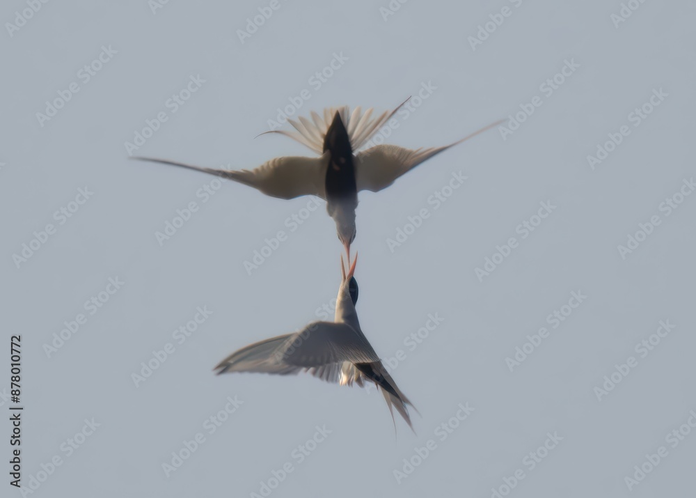 Poster Black-bellied Tern (Sterna acuticauda) mating display in air ...