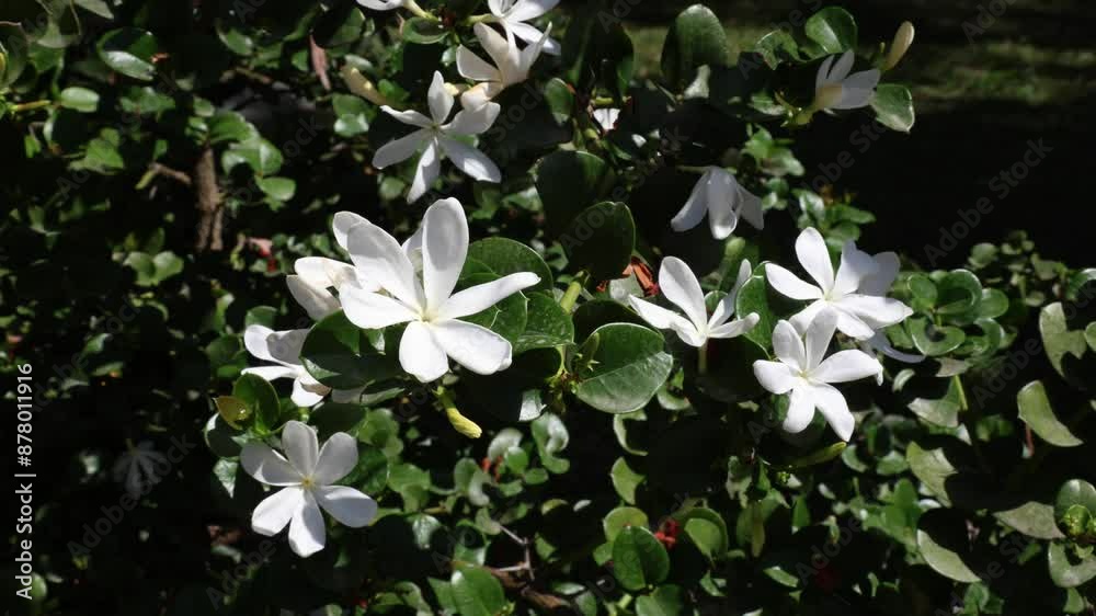 Carissa macrocarpa is a shrub native to tropical and southern Africa ...