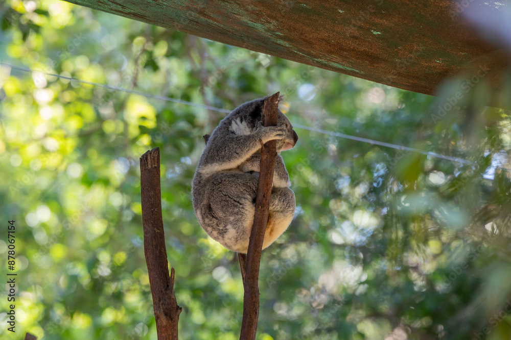 Koala marsupial native to Australia seen in a eucalyptus tree in it's ...