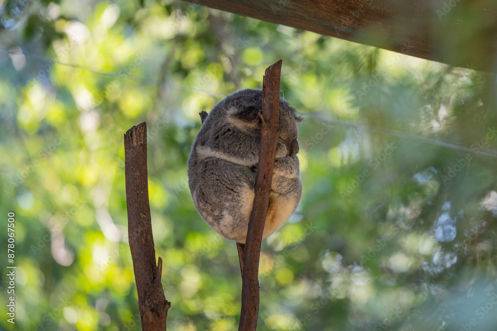 Koala marsupial native to Australia seen in a eucalyptus tree in it's ...
