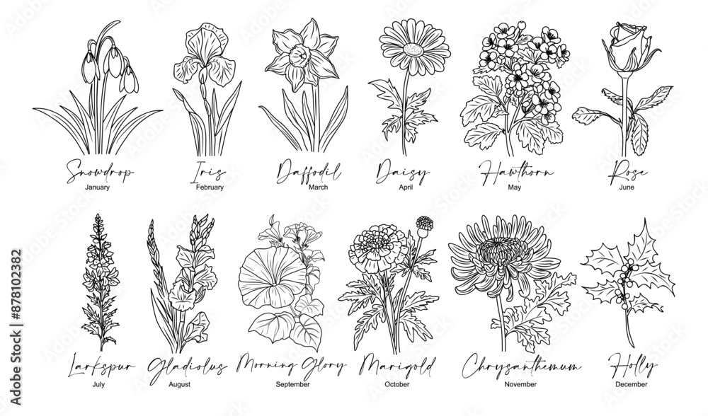 Set of flower line art vector illustrations. Snowdrop, daffodil ...