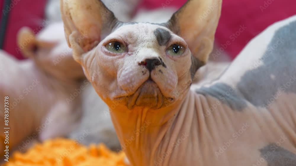 Sphynx cat - breed of cat known for its lack of fur. Sphynx was ...